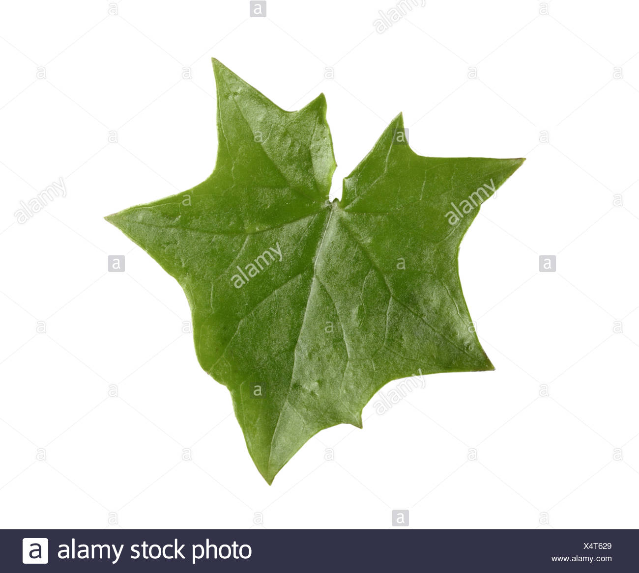 Odorata Stock Photos & Odorata Stock Images - Alamy