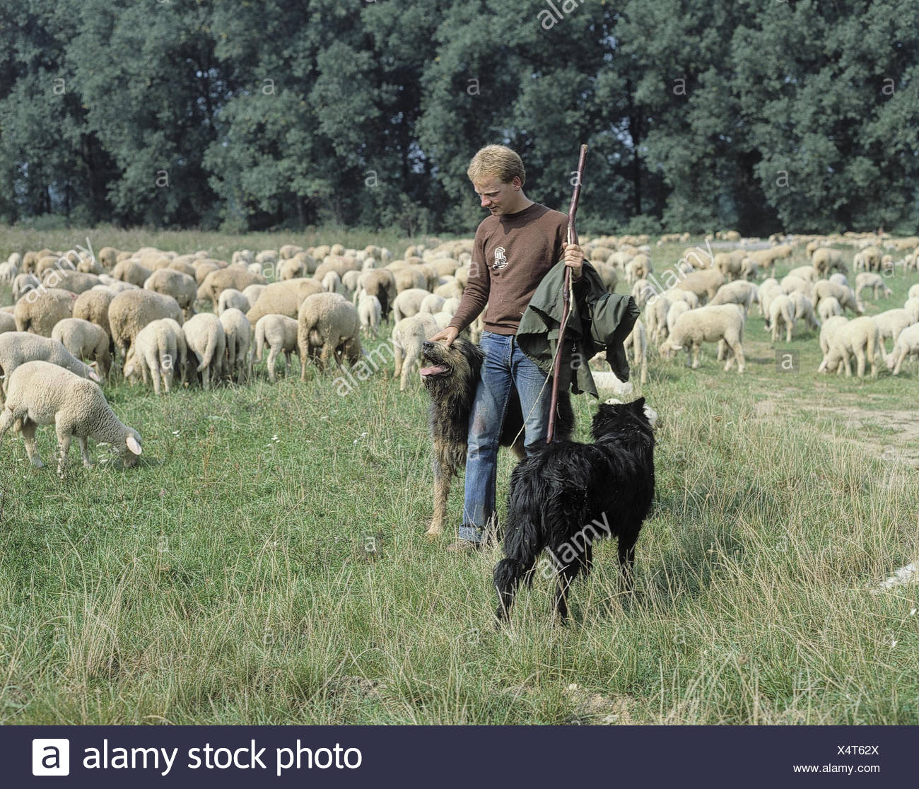 Schafhirte Stock Photos & Schafhirte Stock Images - Alamy