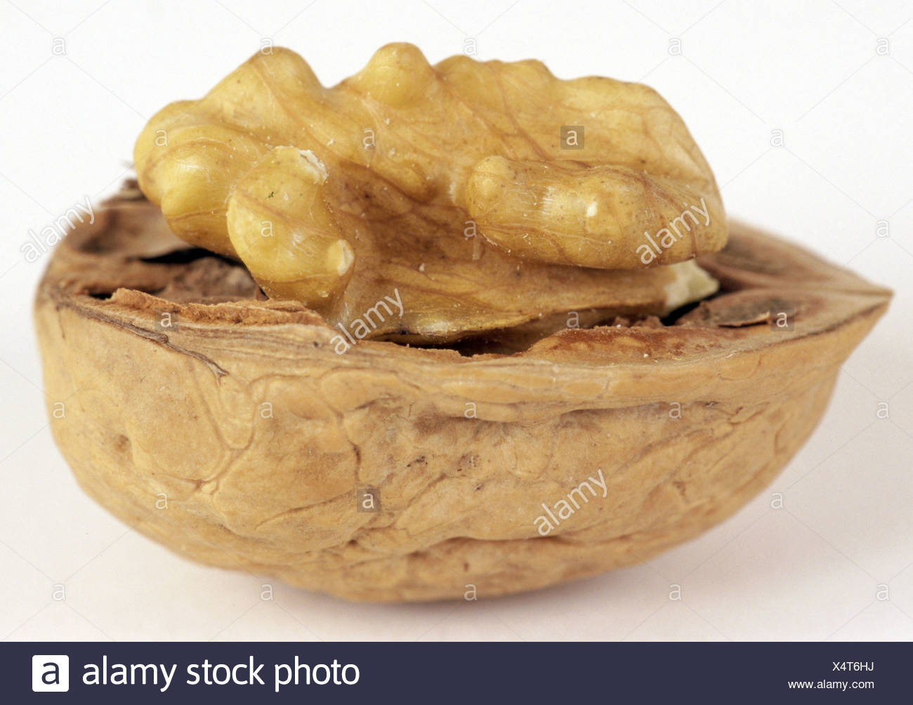 Persian Walnut Juglans Regia High Resolution Stock Photography and ...