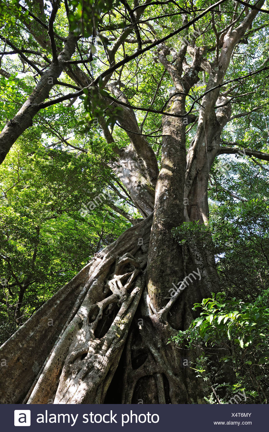 Ficus Sp High Resolution Stock Photography and Images - Alamy