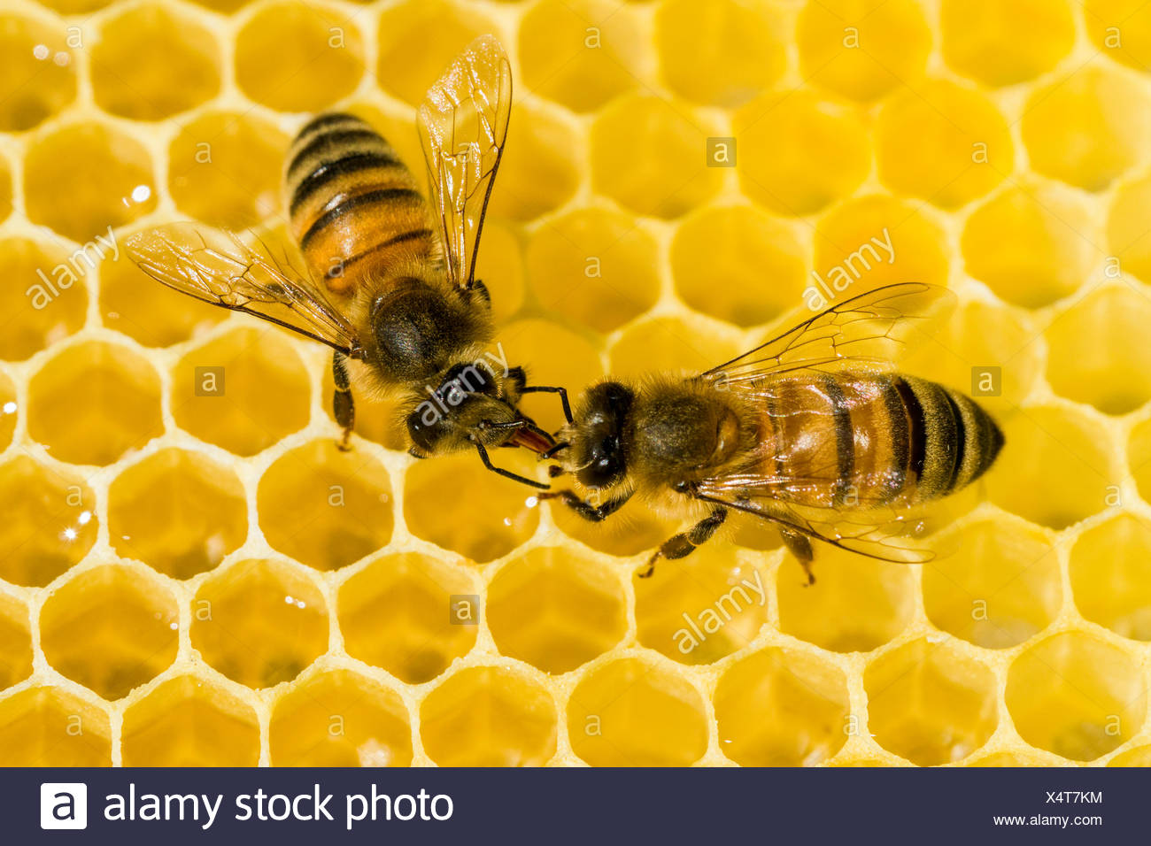 Carniolan Bees High Resolution Stock Photography and Images - Alamy