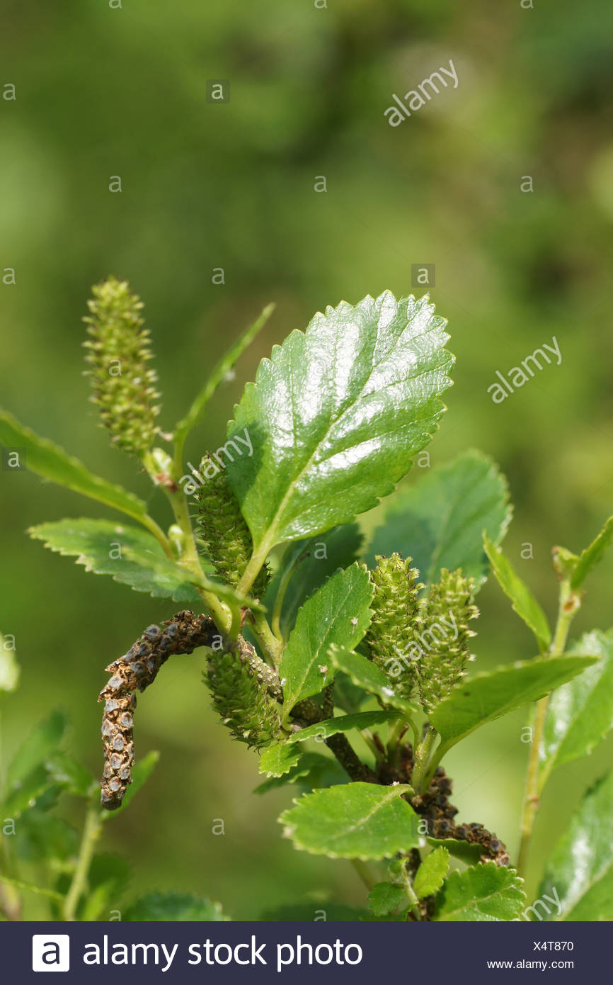 Strauch Birken Stock Photos & Strauch Birken Stock Images - Alamy