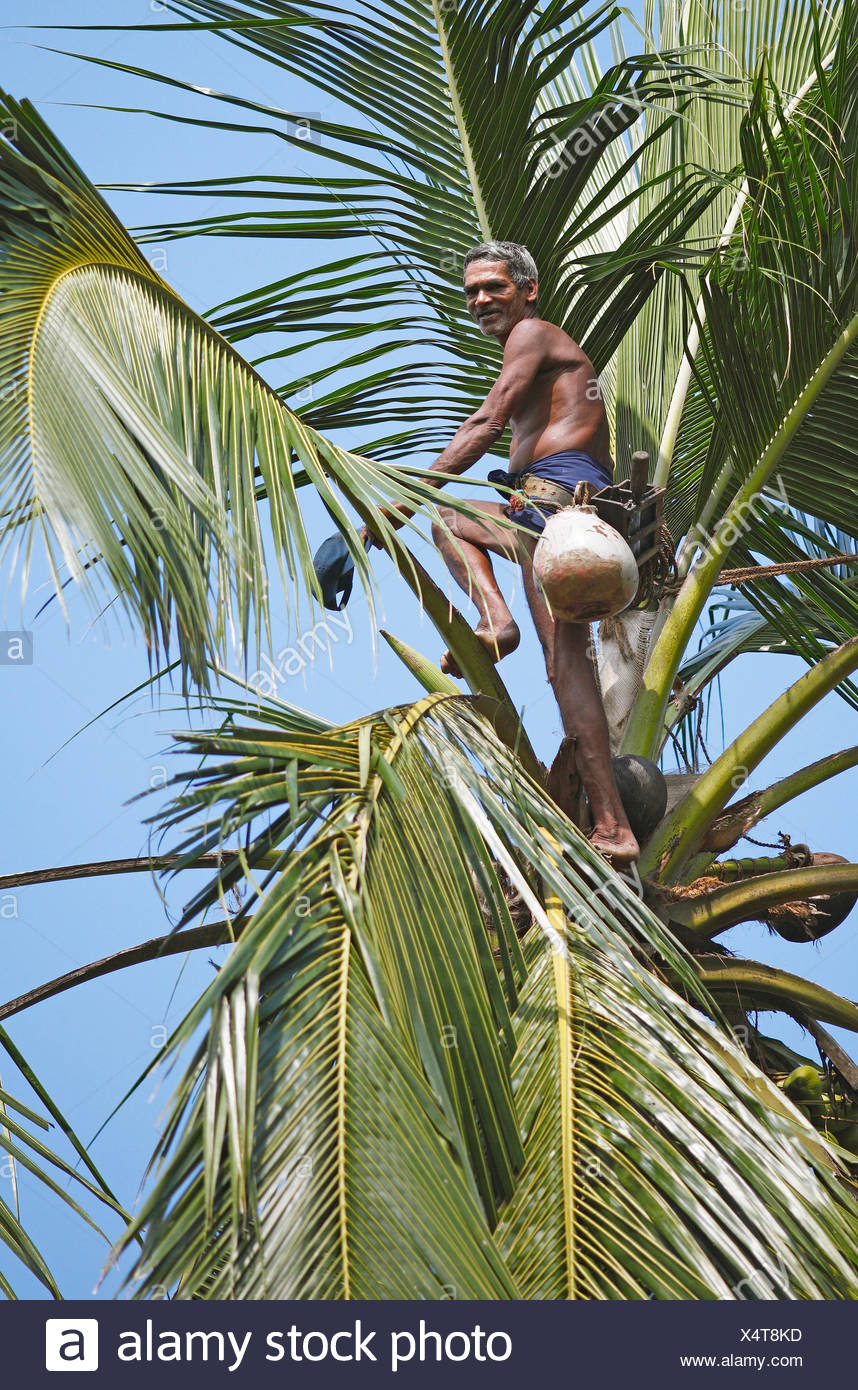 Wadduwa High Resolution Stock Photography and Images - Alamy