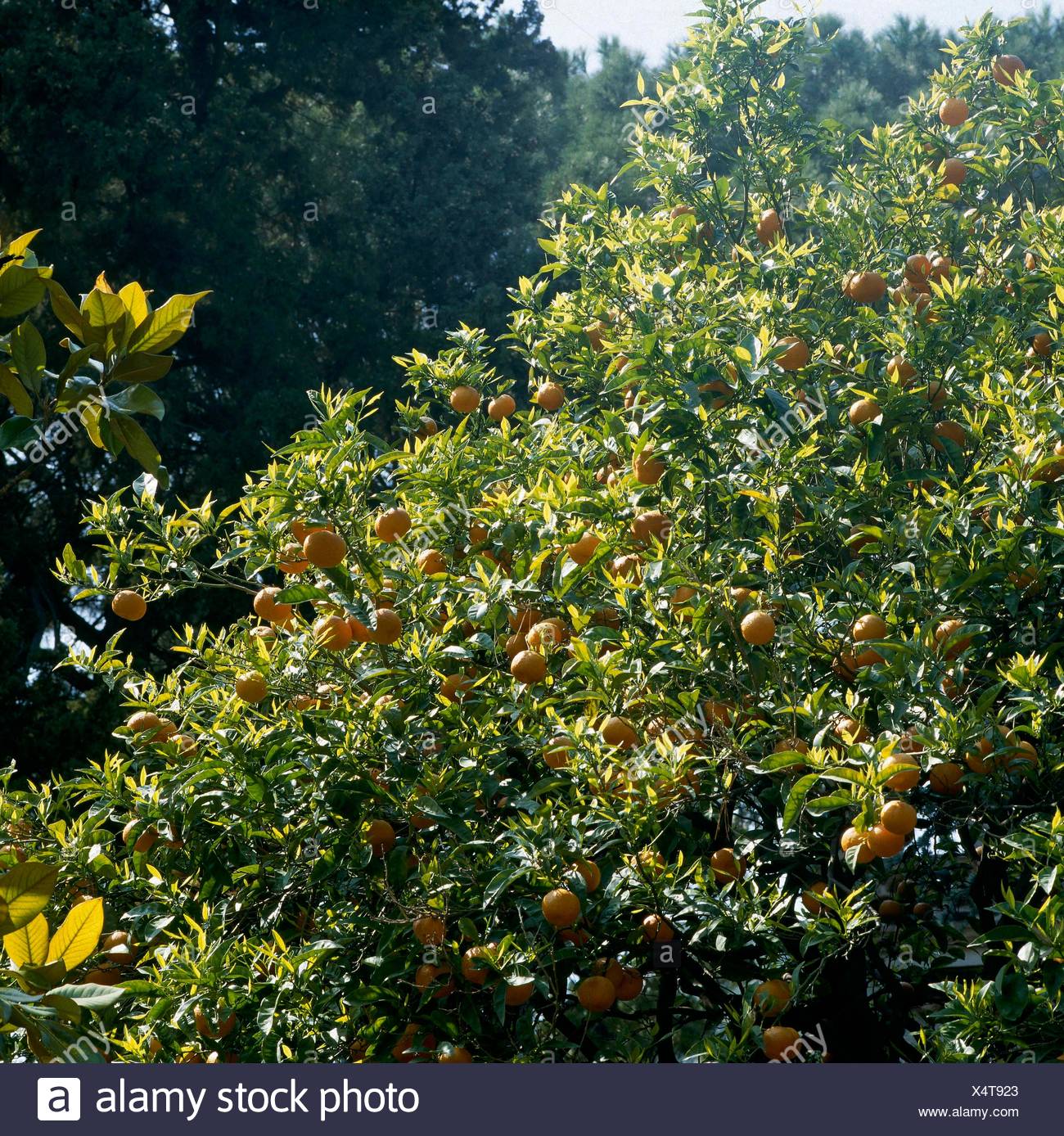 Citrus Reticulata Stock Photos & Citrus Reticulata Stock Images - Alamy
