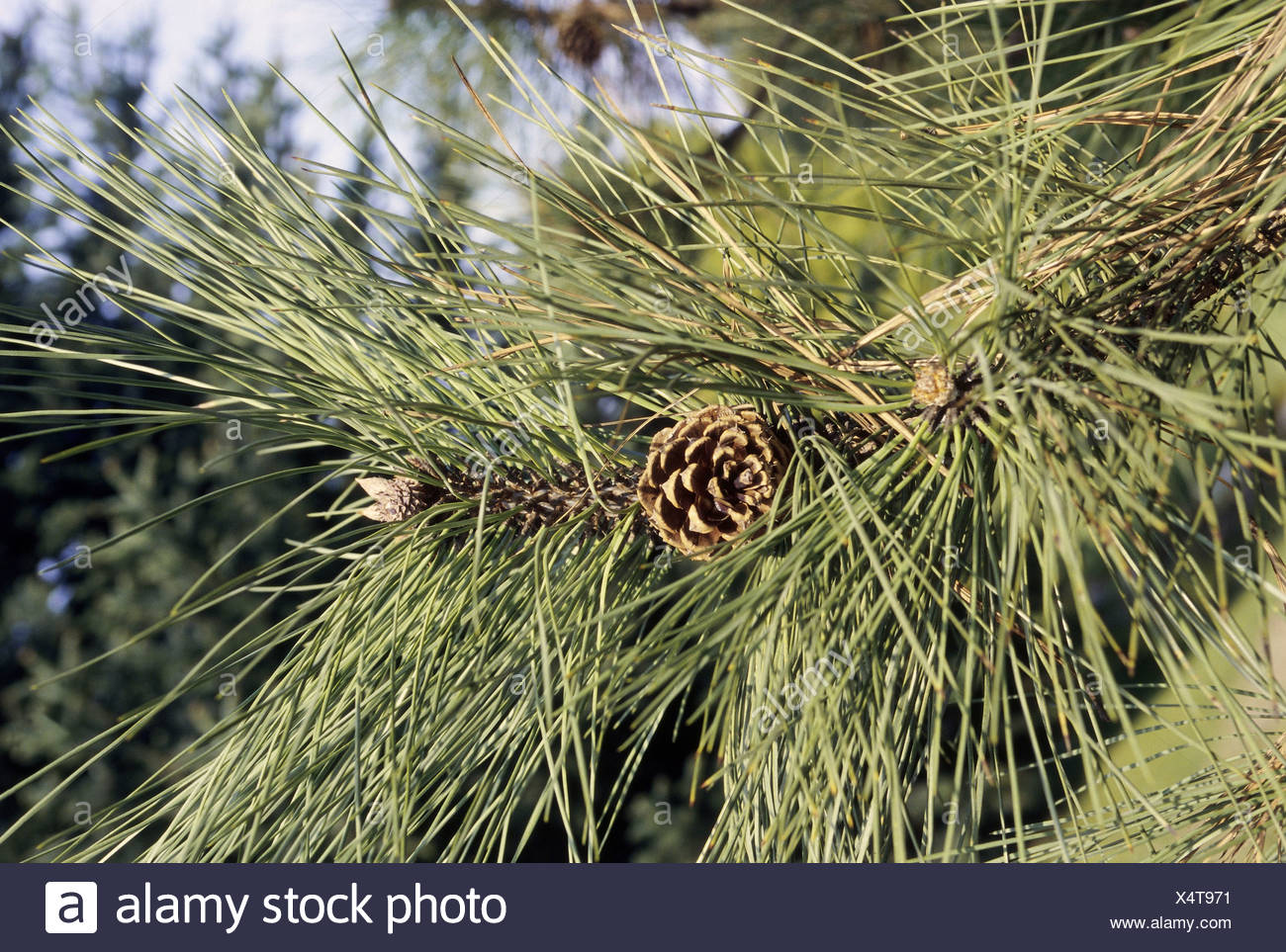 Ponderosa Pine Branch High Resolution Stock Photography and Images - Alamy