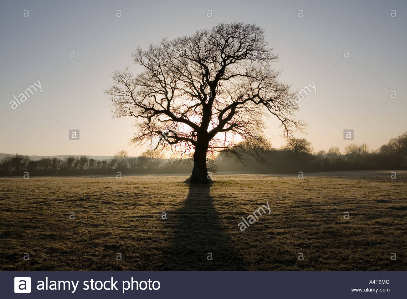 Shadow Oak Tree High Resolution Stock Photography and Images - Alamy