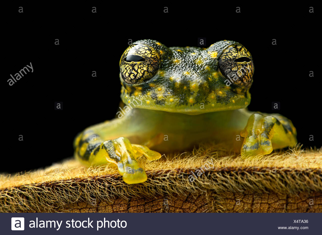 Variegated White Leaf High Resolution Stock Photography and Images - Alamy