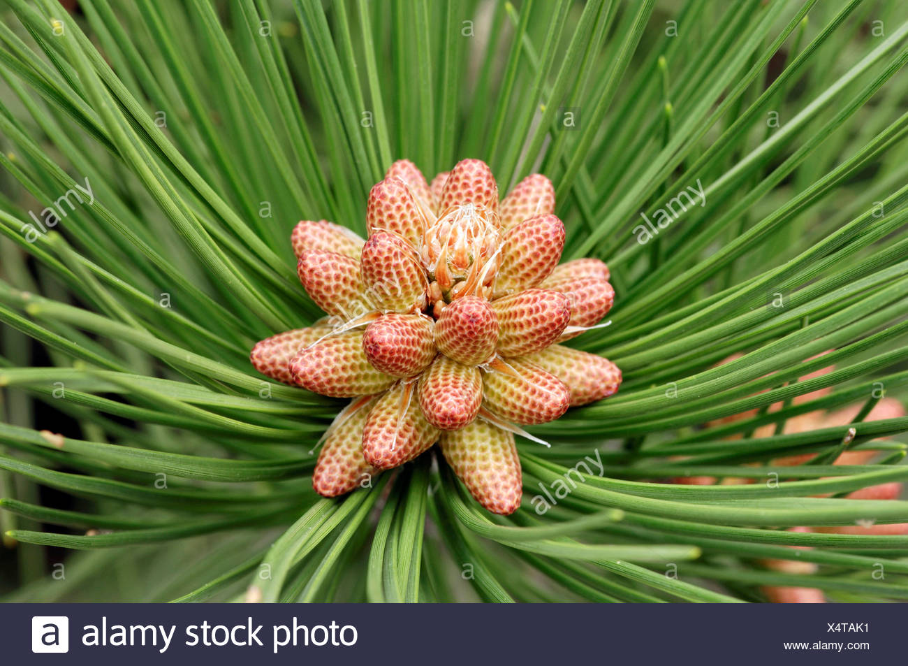 Corsican Tree High Resolution Stock Photography and Images - Alamy
