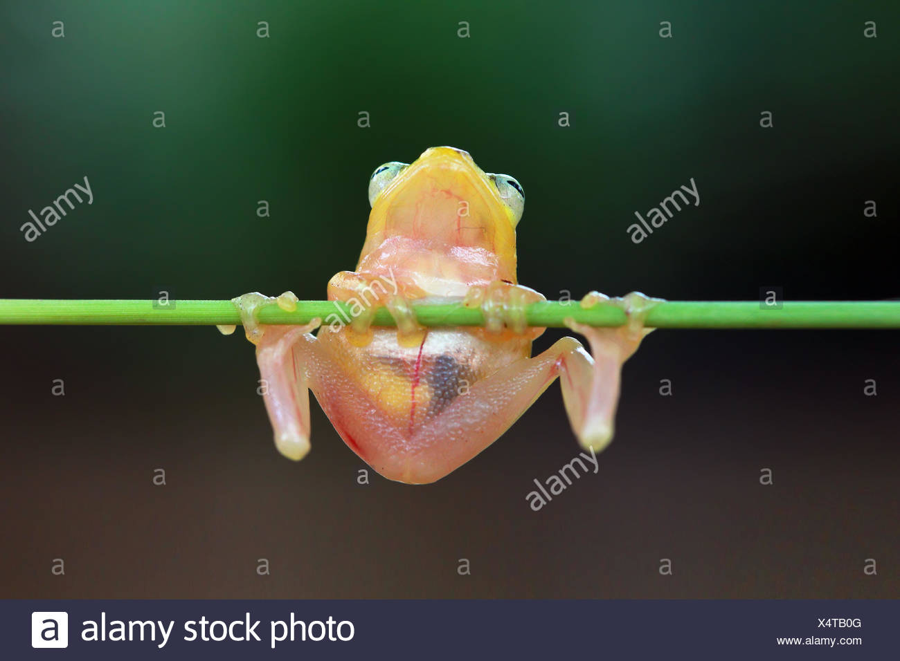 Golden Tree Frog High Resolution Stock Photography and Images - Alamy