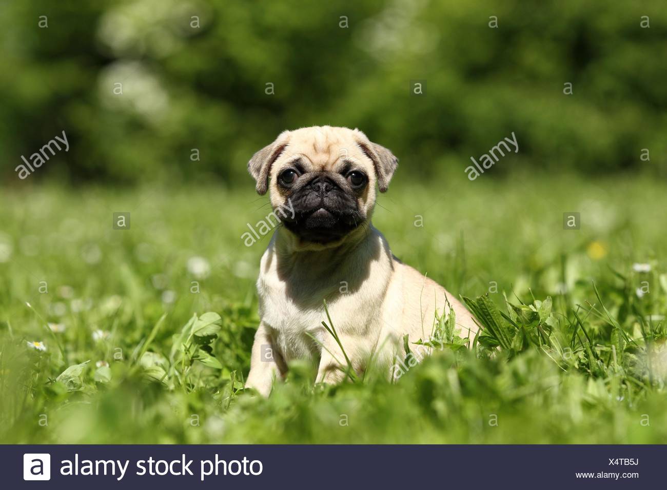 Side View Of A Pug High Resolution Stock Photography and Images - Alamy