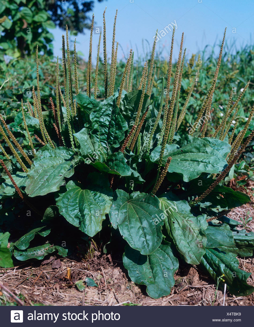 Common Plantain High Resolution Stock Photography and Images - Alamy