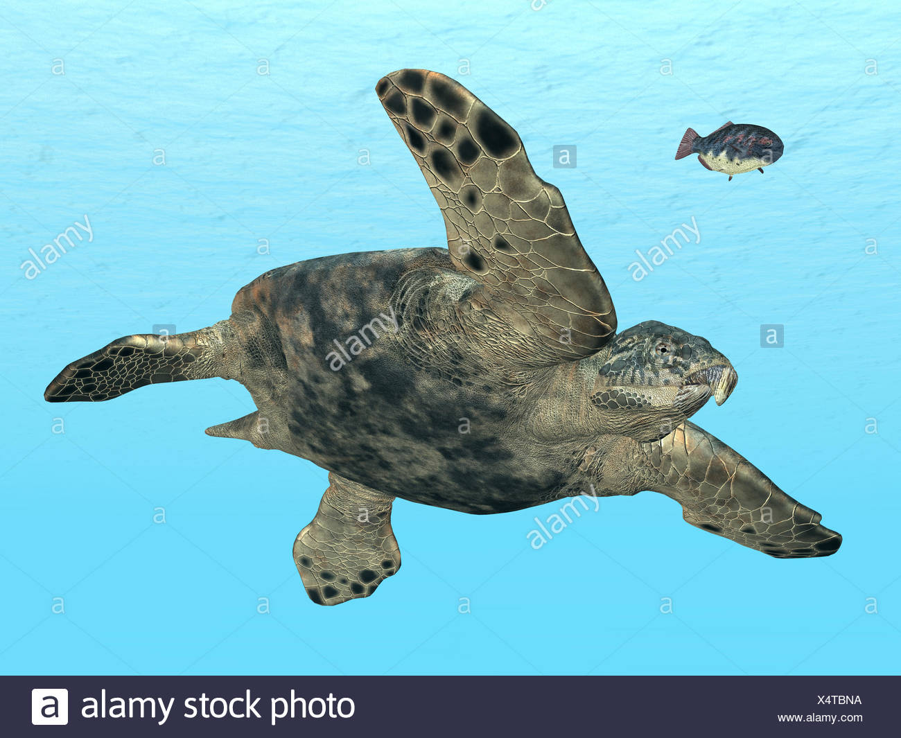 Archelon Turtle High Resolution Stock Photography and Images - Alamy