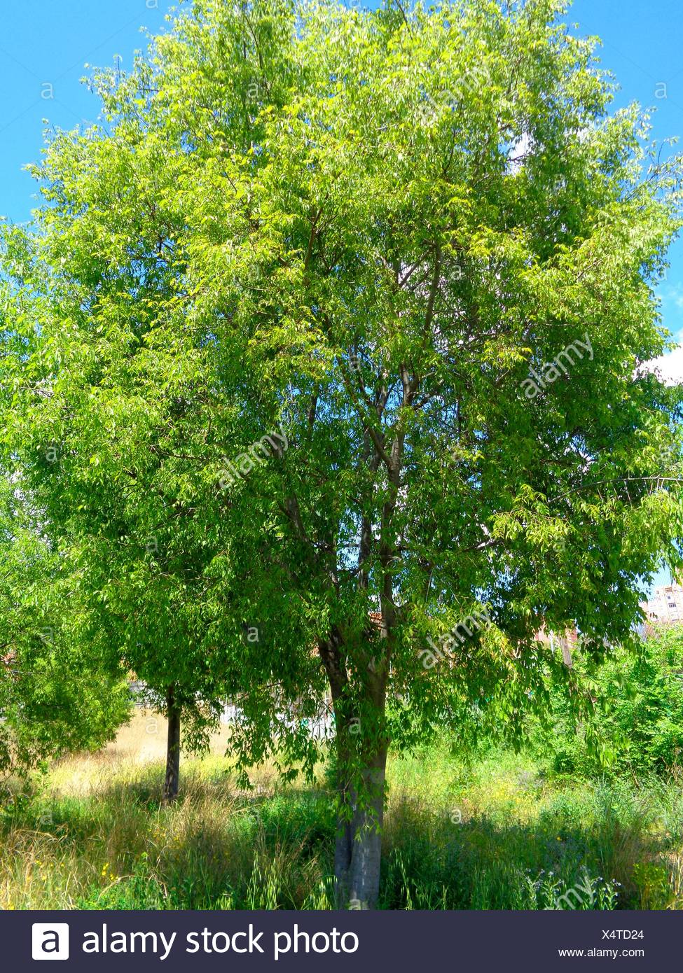 Celtis Australis Stock Photos & Celtis Australis Stock Images - Alamy