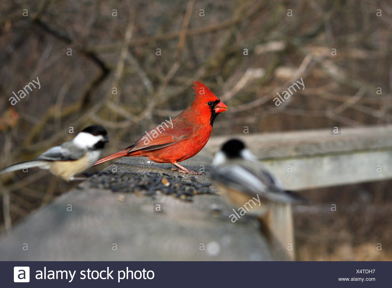 Young Male Cardinal High Resolution Stock Photography and Images - Alamy