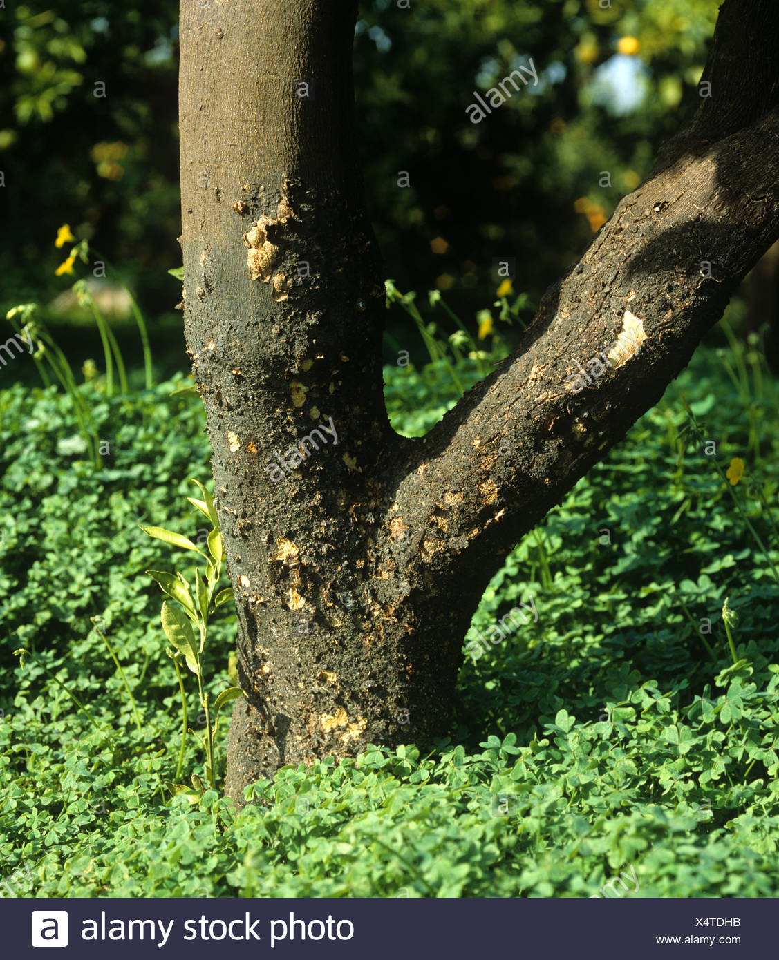 Scaly Tree High Resolution Stock Photography and Images - Alamy