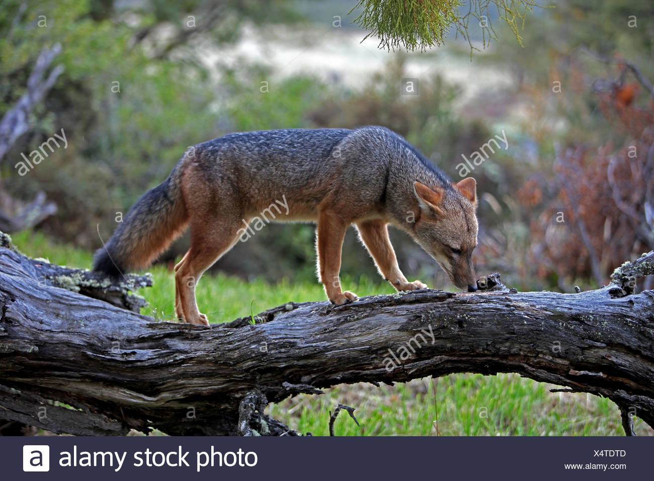American Wolf Dog High Resolution Stock Photography and Images - Alamy