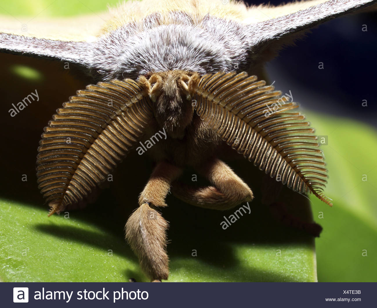 Chinese Tasar Moth High Resolution Stock Photography and Images - Alamy