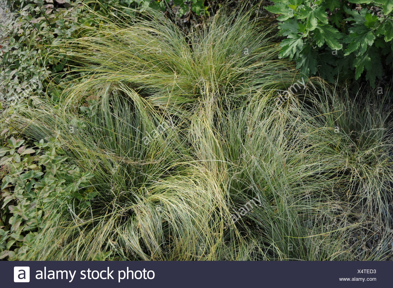 Brown Sedge High Resolution Stock Photography and Images - Alamy