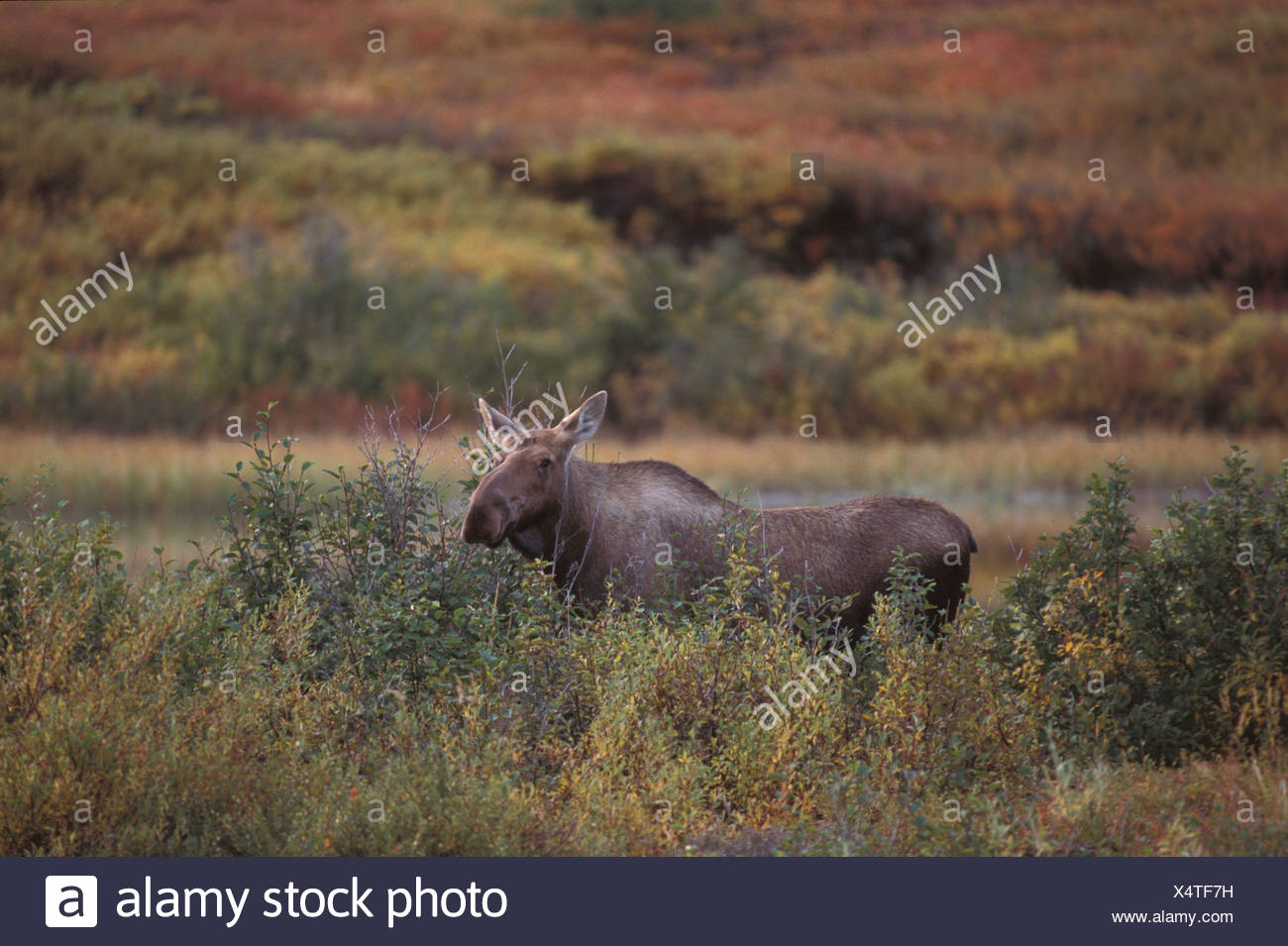 Elk Eating Stock Photos & Elk Eating Stock Images - Alamy