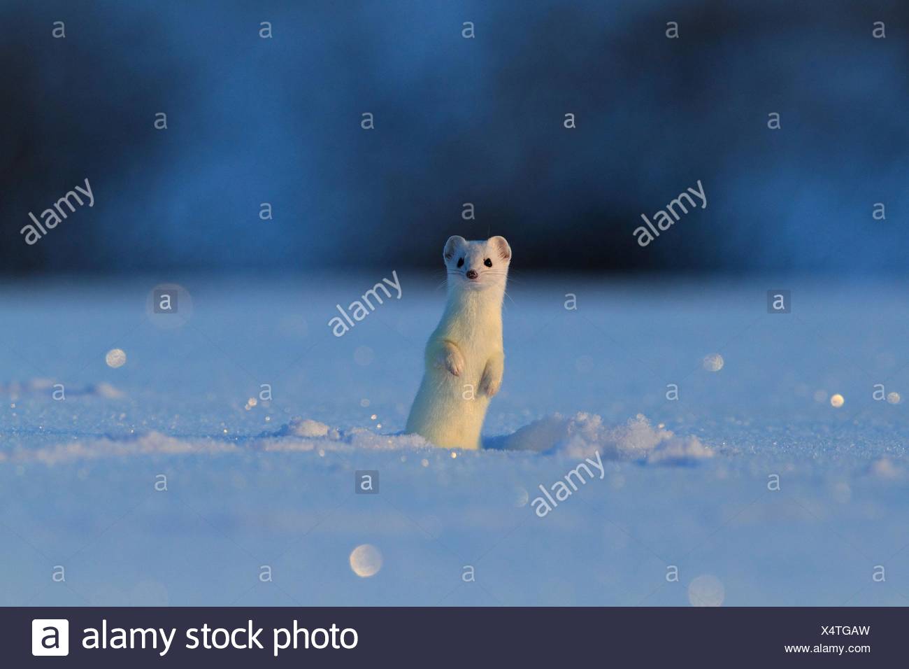 Weasel And Stoat High Resolution Stock Photography and Images - Alamy