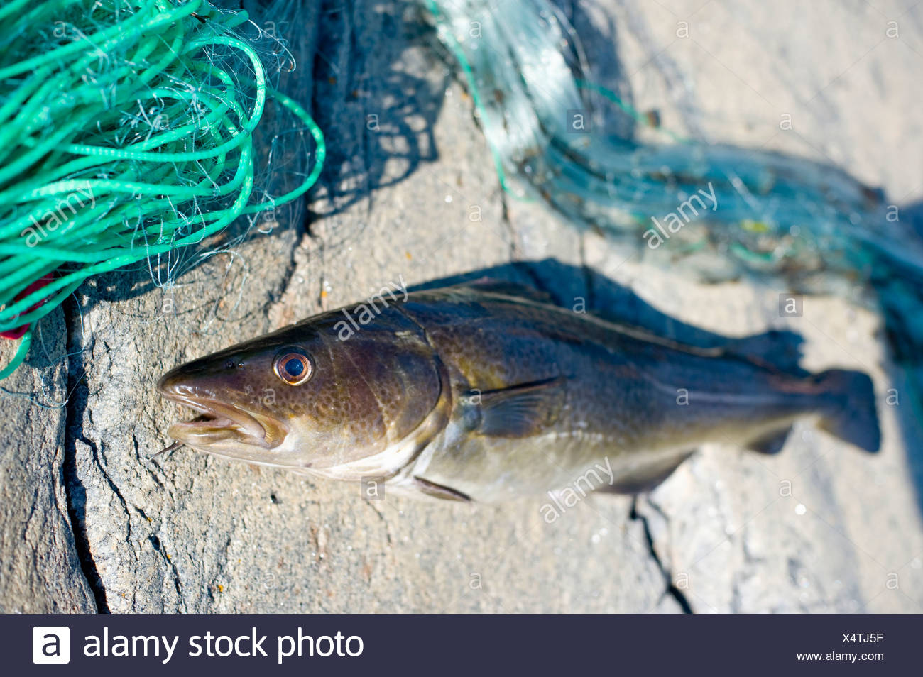 Rock Fish High Resolution Stock Photography and Images - Alamy