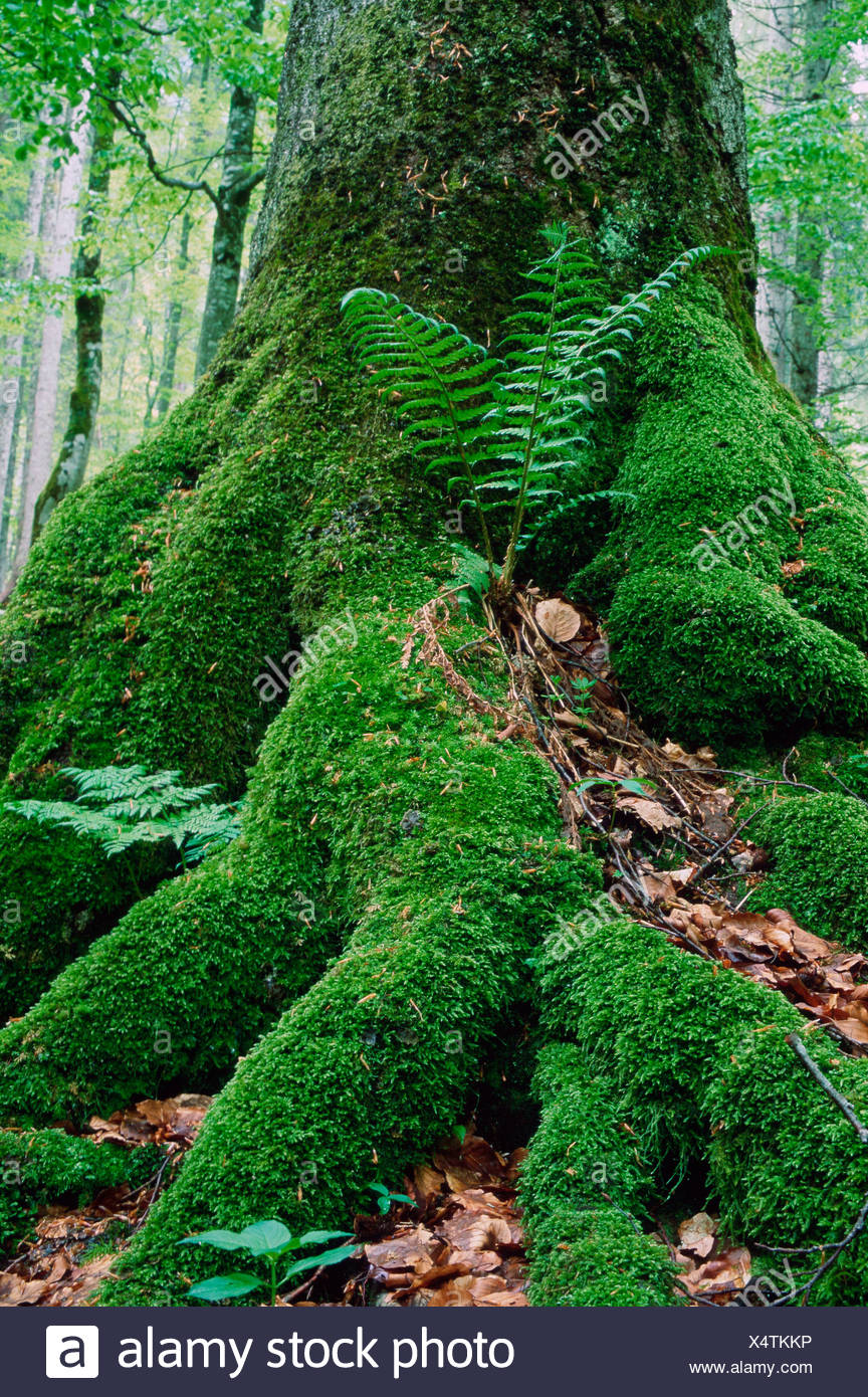 Sycamore Tree Roots High Resolution Stock Photography and Images - Alamy