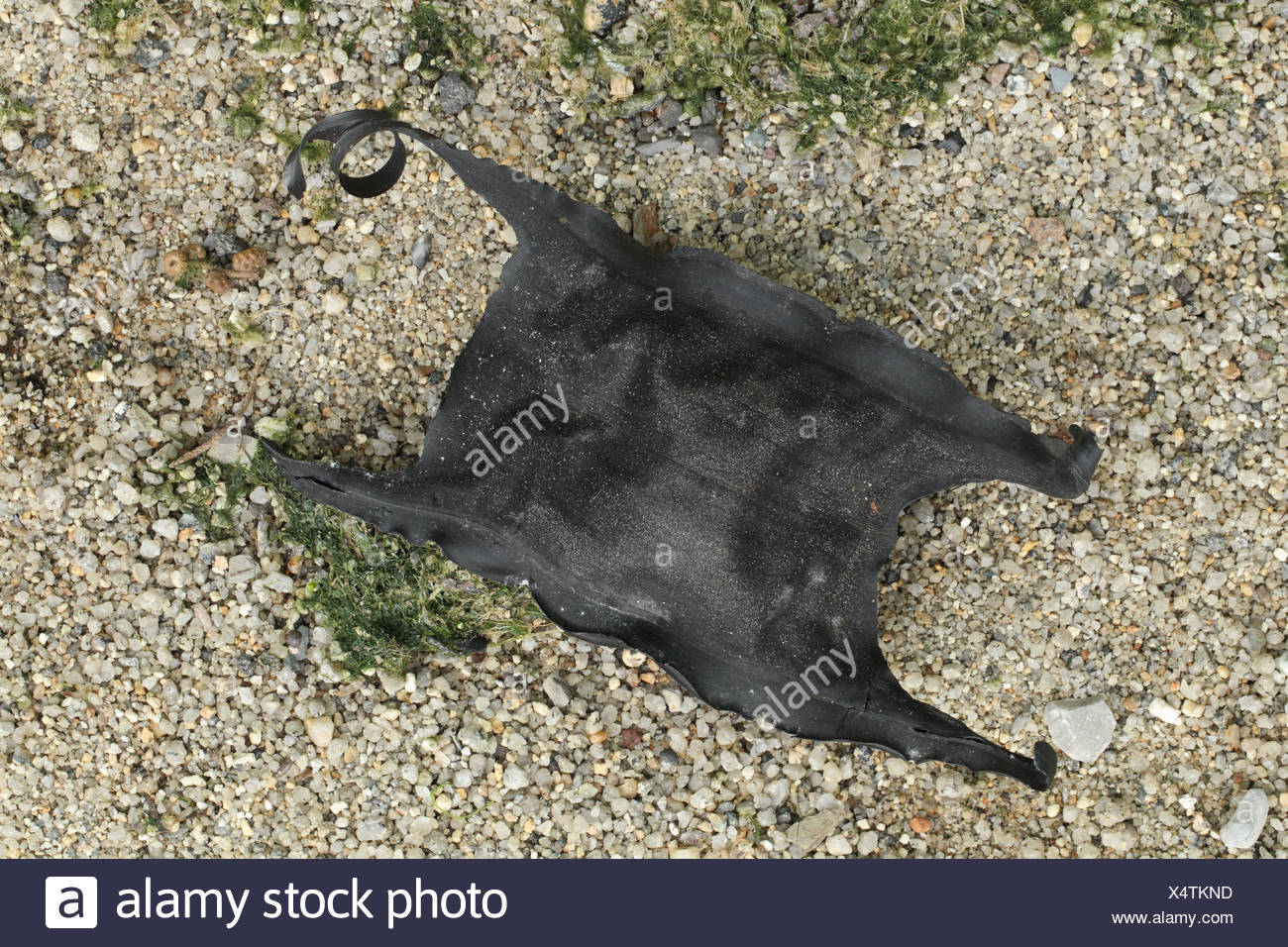 Ray Egg Case High Resolution Stock Photography and Images - Alamy