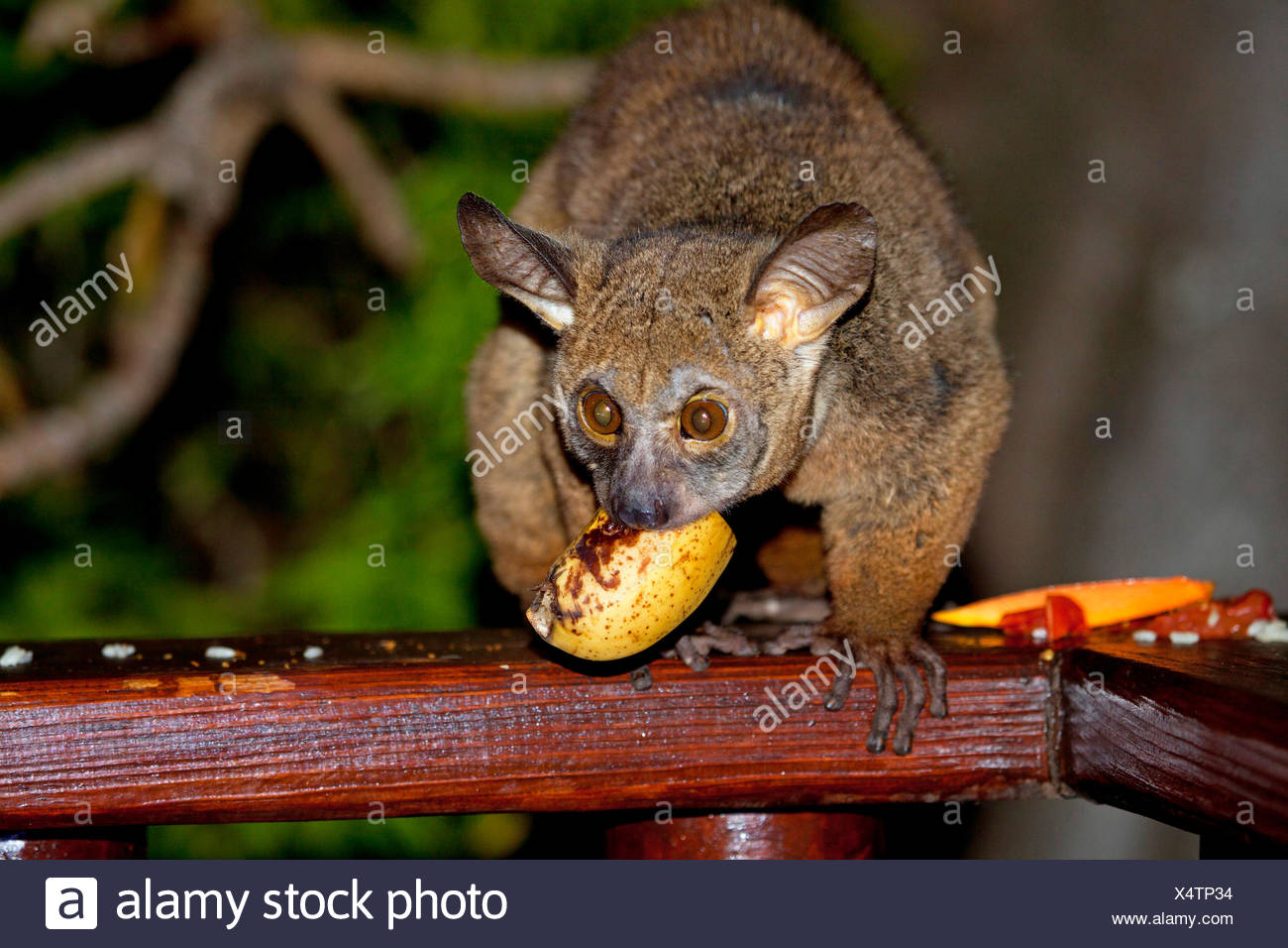 Galago Galago Senegalensis High Resolution Stock Photography and Images ...
