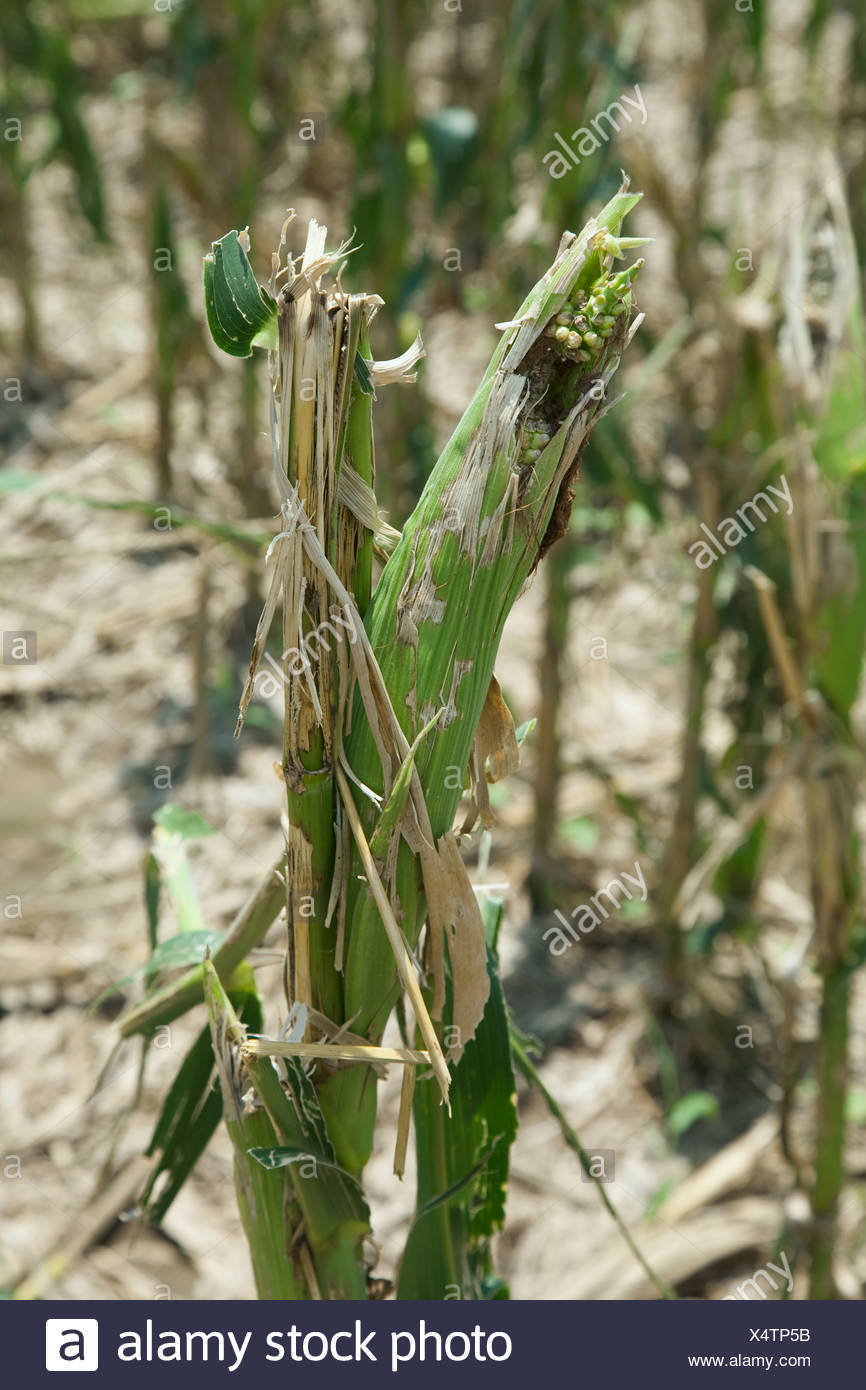 Corn Damage Stock Photos & Corn Damage Stock Images - Alamy