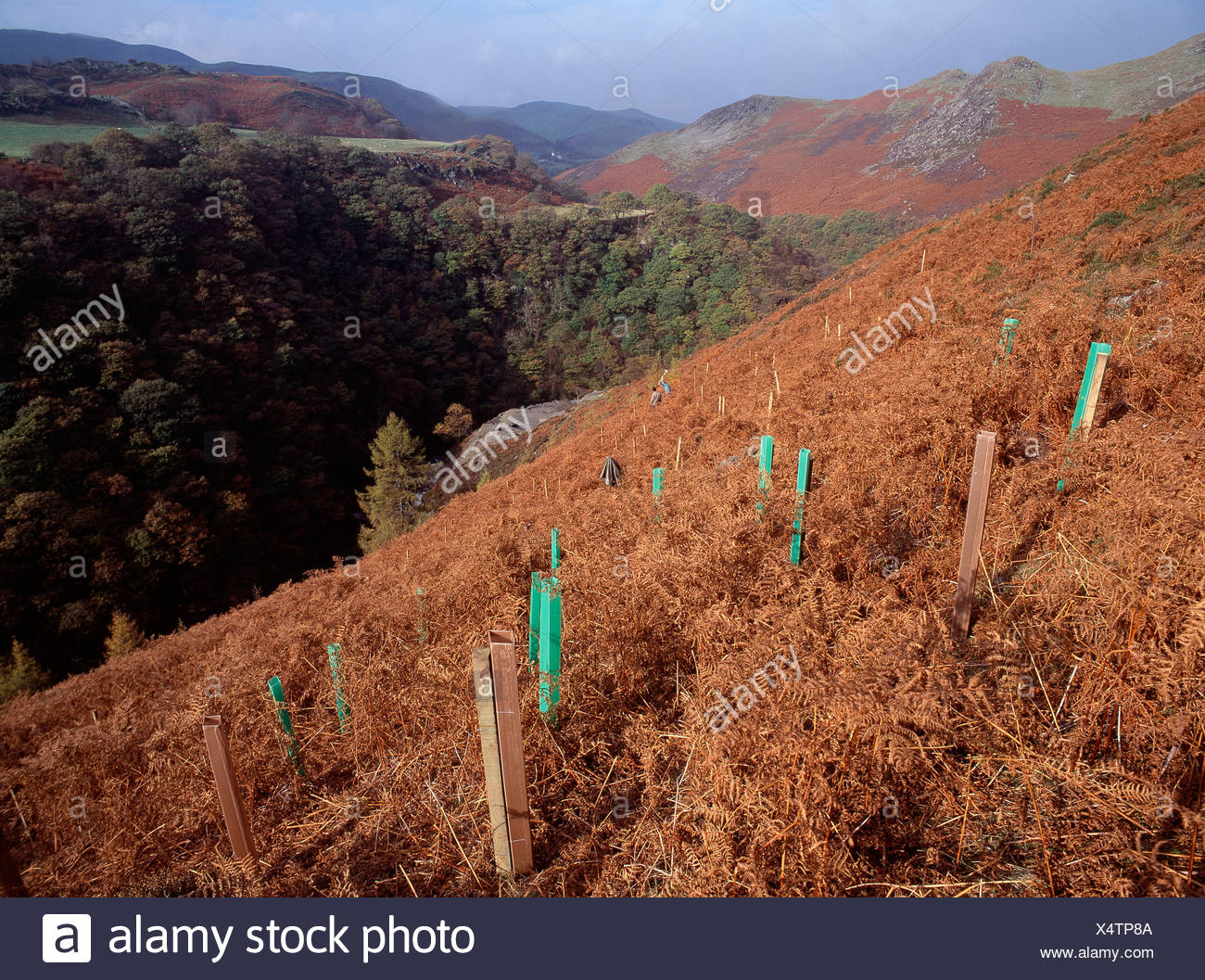 Replanting Forest High Resolution Stock Photography and Images - Alamy