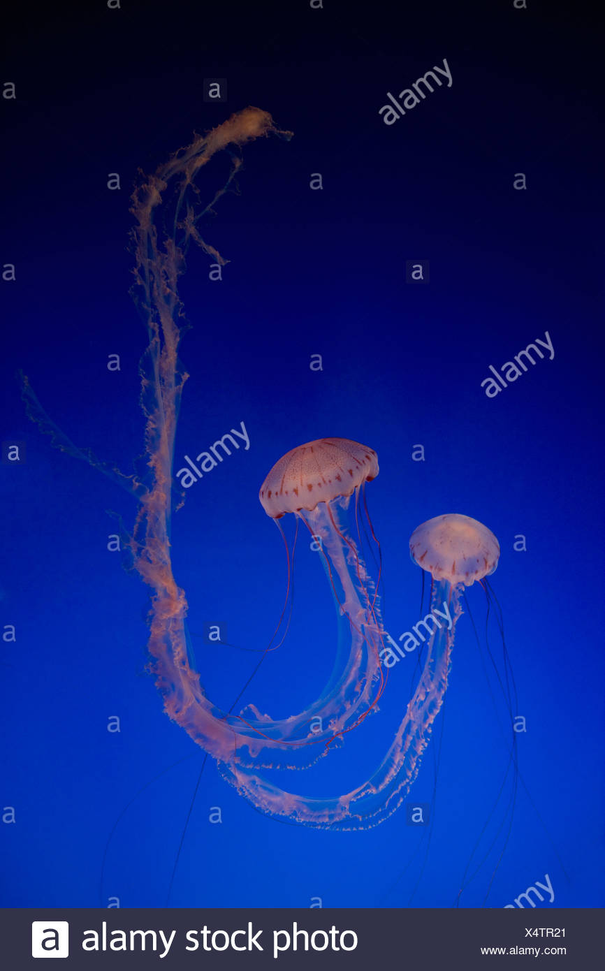 Chironex Fleckeri High Resolution Stock Photography and Images - Alamy