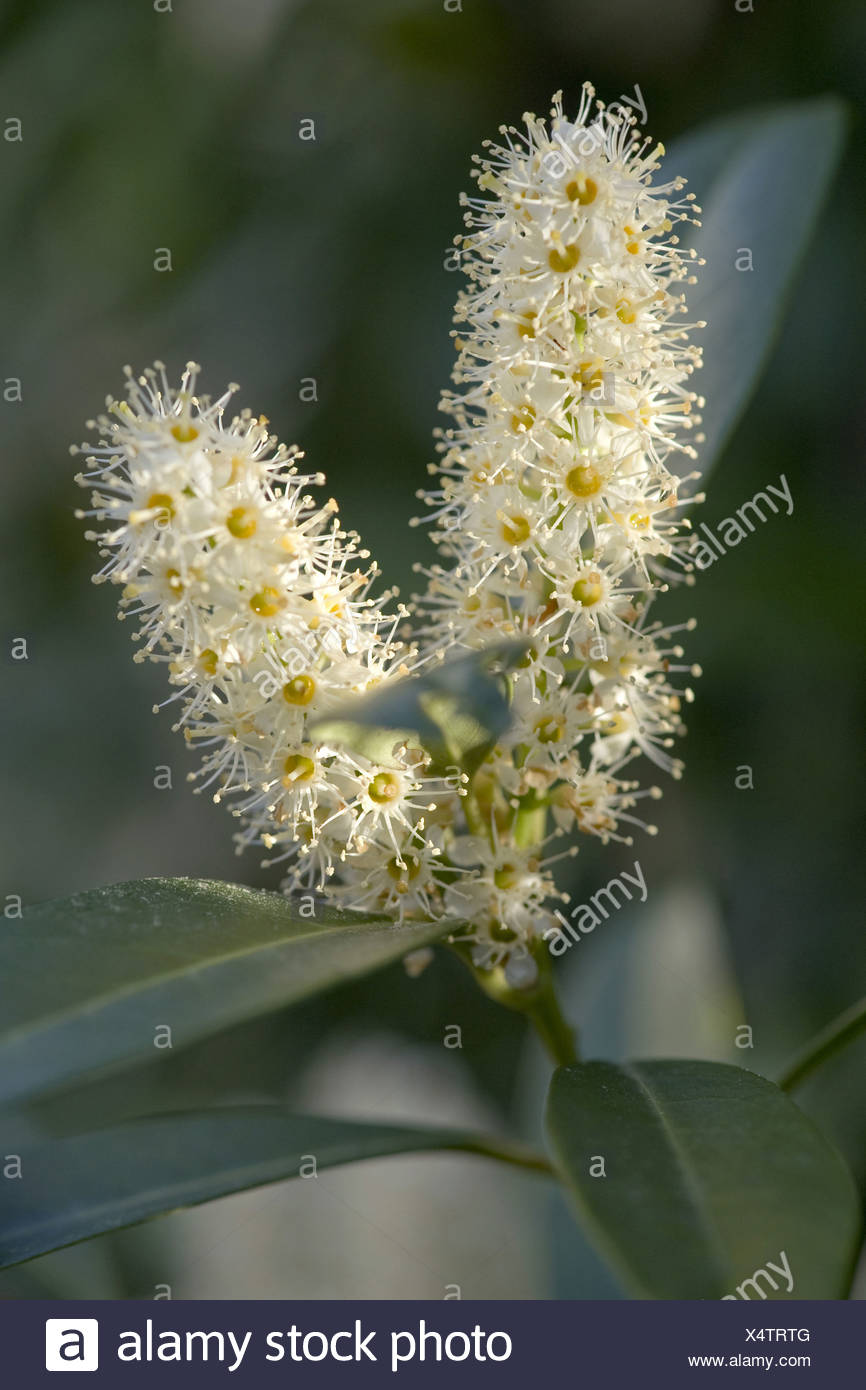 Cherry Laurel Plants High Resolution Stock Photography and Images - Alamy