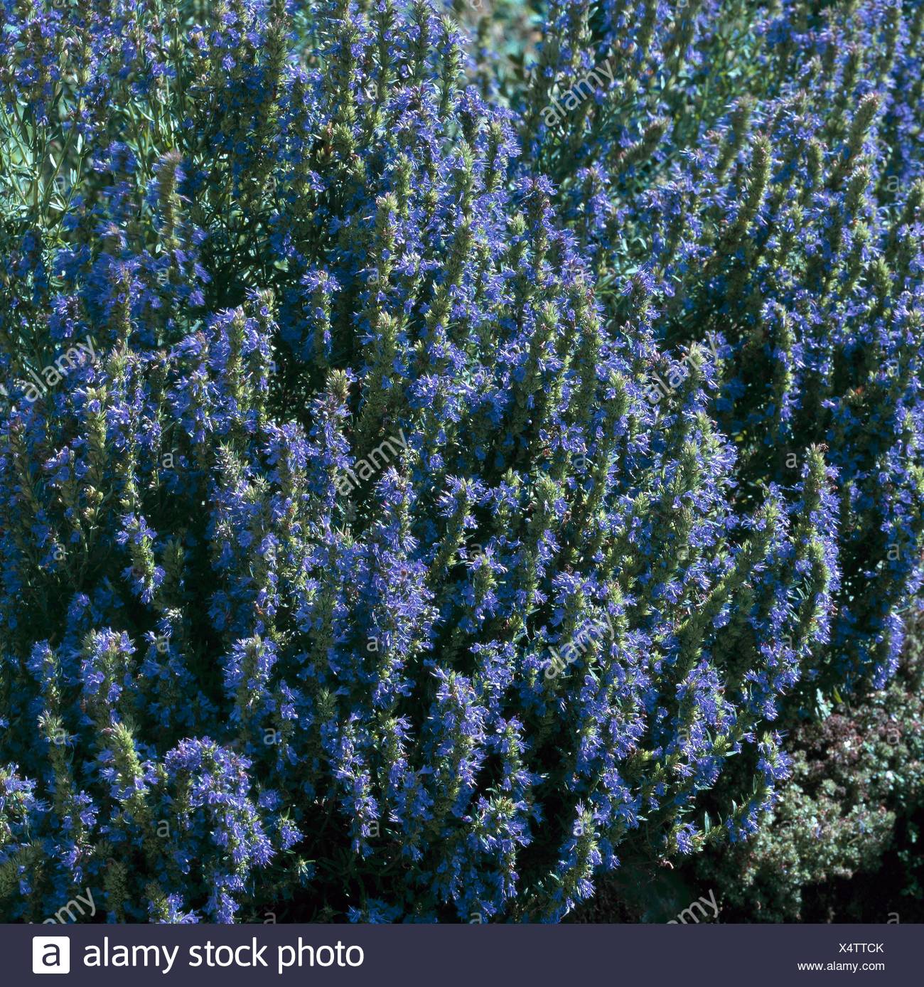 Hyssop High Resolution Stock Photography and Images - Alamy