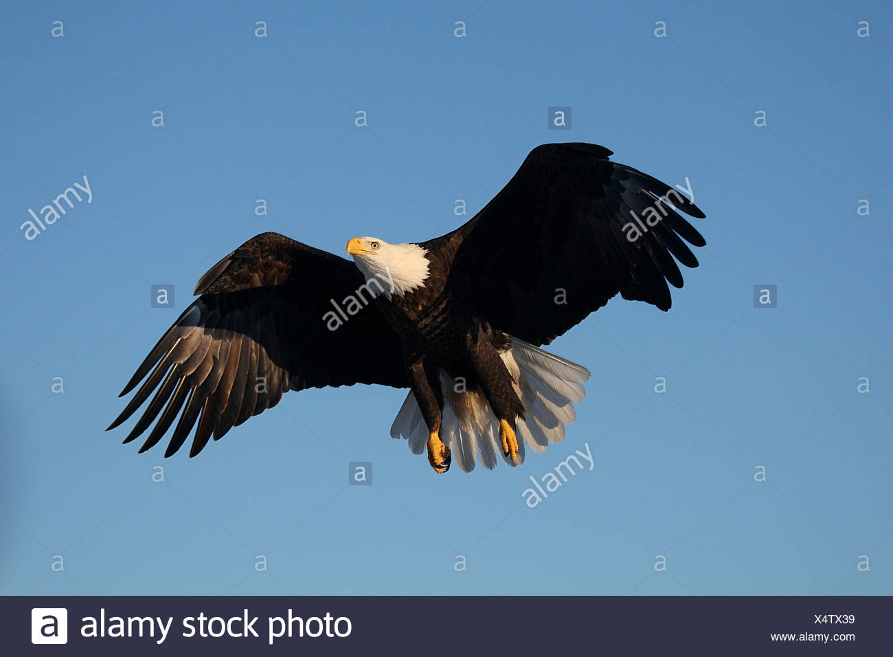 Haliaeetus Leucocephalus High Resolution Stock Photography and Images ...