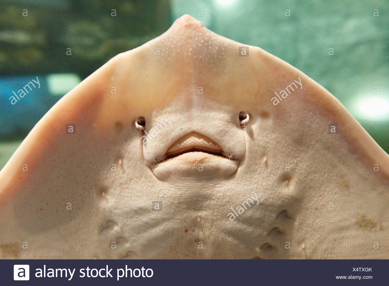 Batoidea Stock Photos & Batoidea Stock Images - Alamy