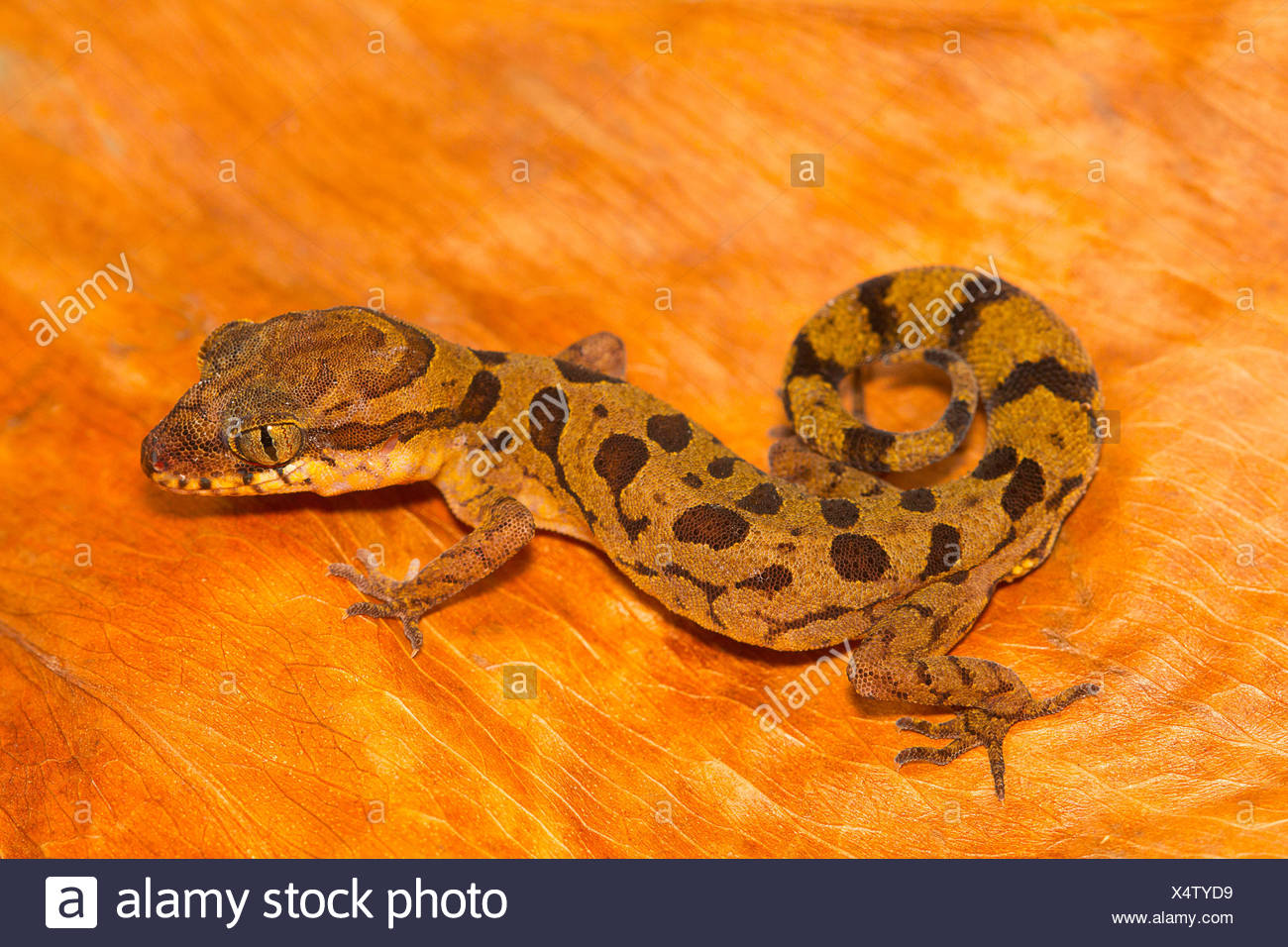 Ocelot Skin High Resolution Stock Photography and Images - Alamy