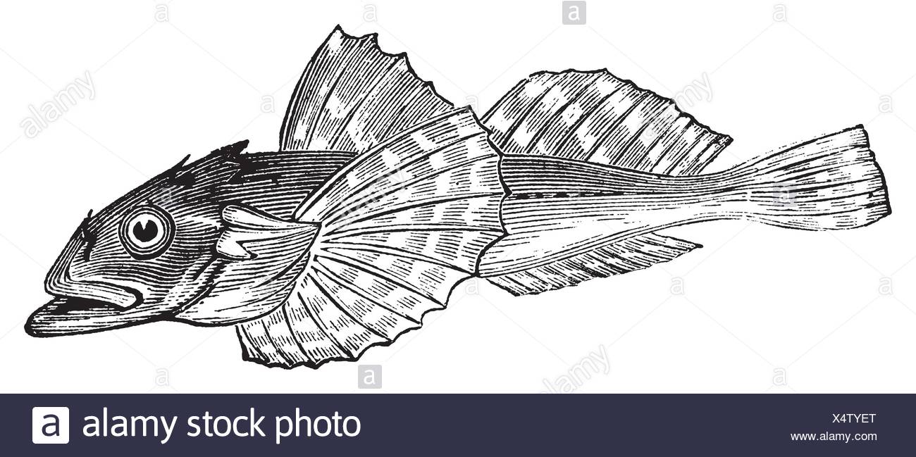 Black Bullhead Stock Photos & Black Bullhead Stock Images - Alamy