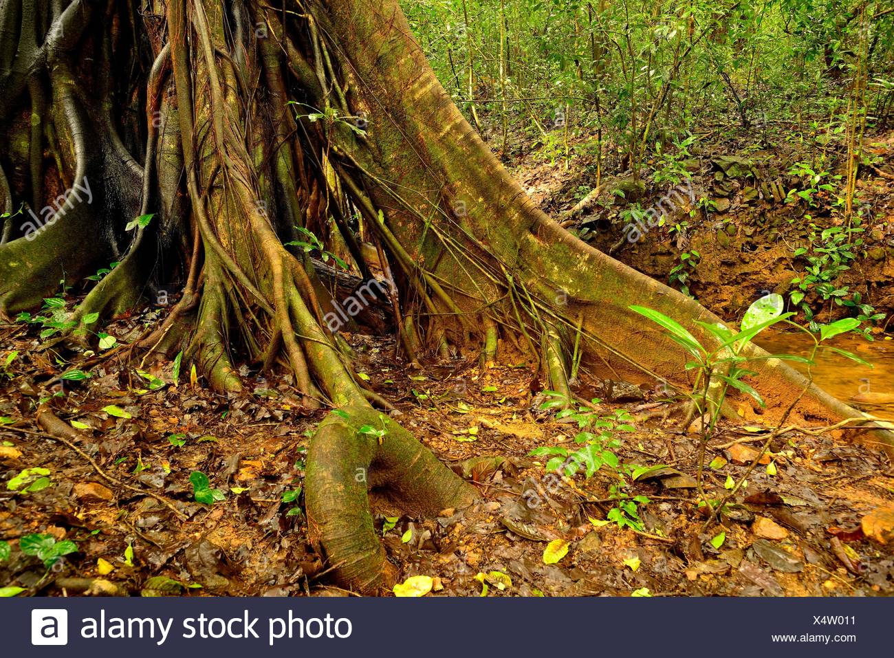 Dipterocarp Tree Stock Photos & Dipterocarp Tree Stock Images - Alamy