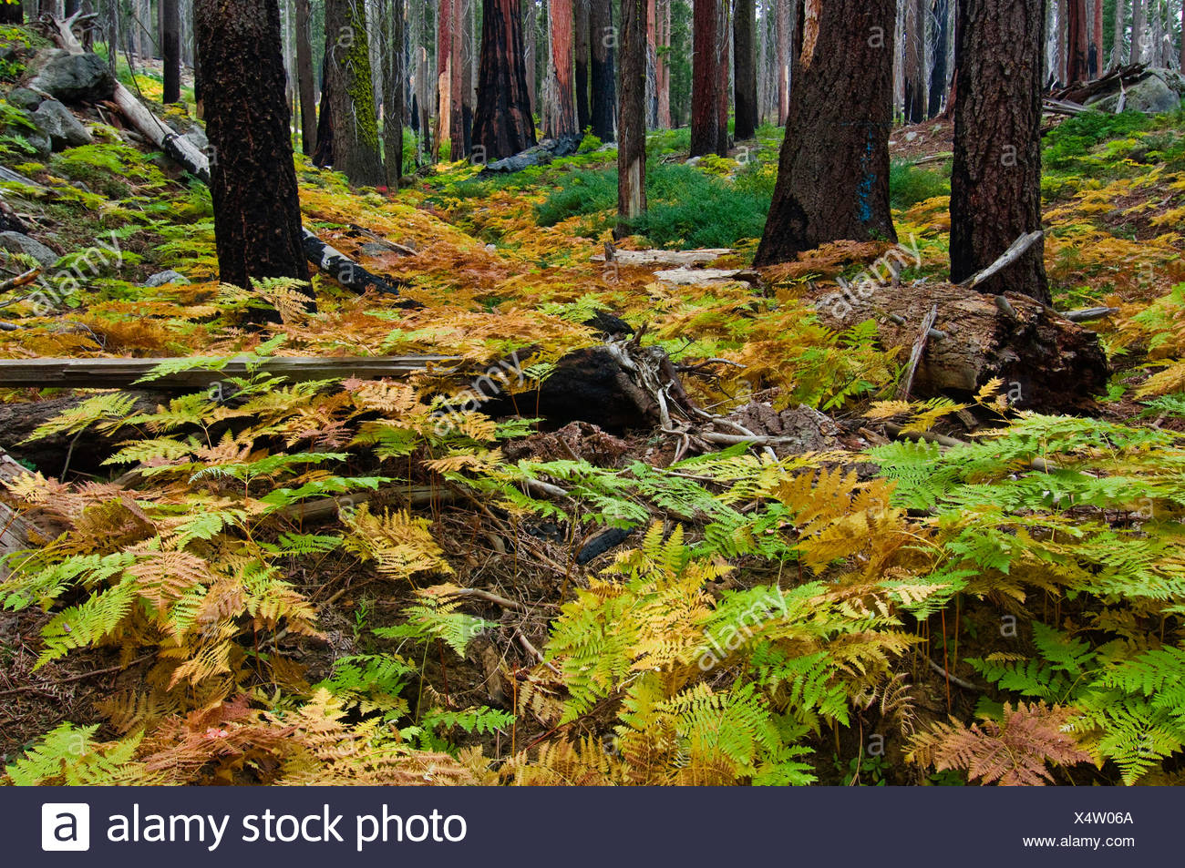 Pteridophyta Plants High Resolution Stock Photography and Images - Alamy