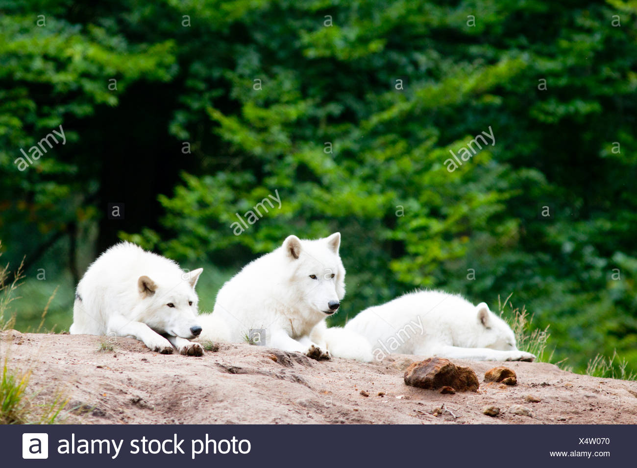Tundra Wolf Canis Lupus Albus High Resolution Stock Photography and ...