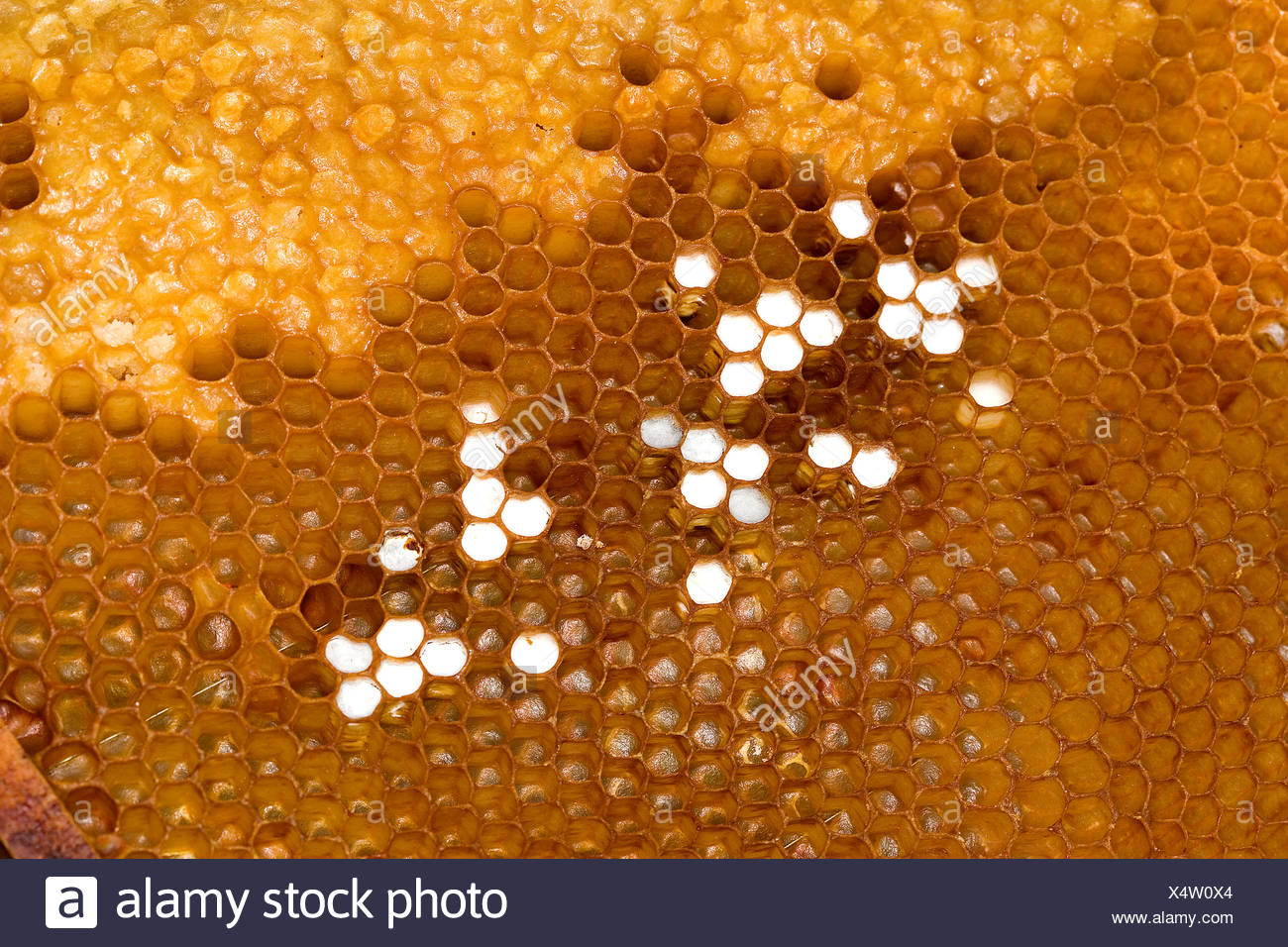 Looking After Insects High Resolution Stock Photography and Images - Alamy