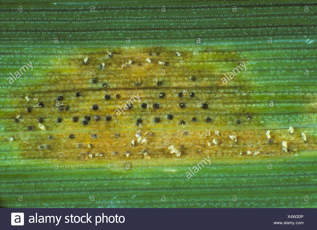Septoria Tritici Septoria Tritici High Resolution Stock Photography and ...