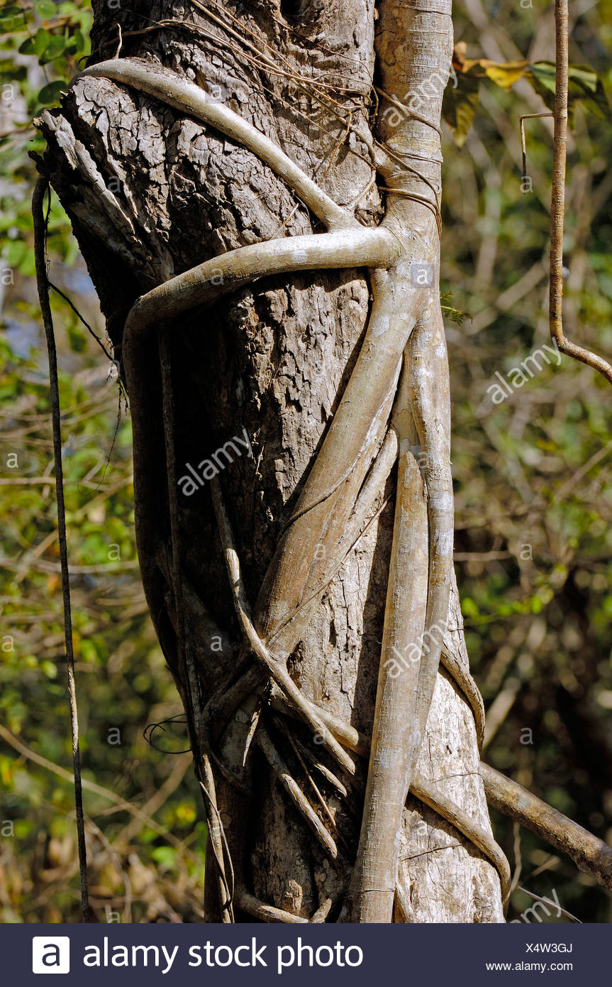 Choking Plants High Resolution Stock Photography and Images - Alamy