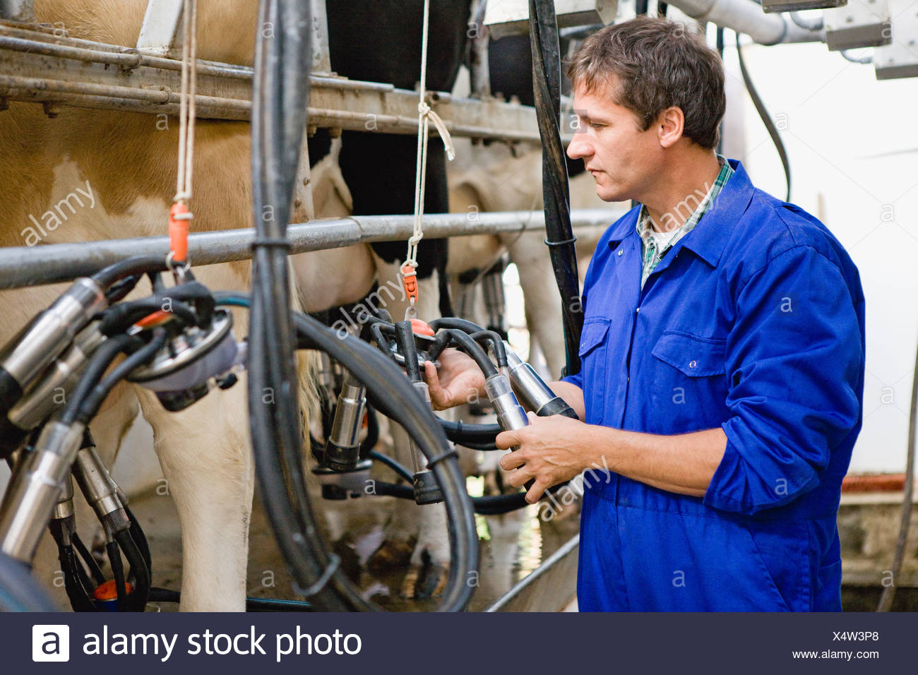 Milking Cows Stock Photos & Milking Cows Stock Images - Alamy