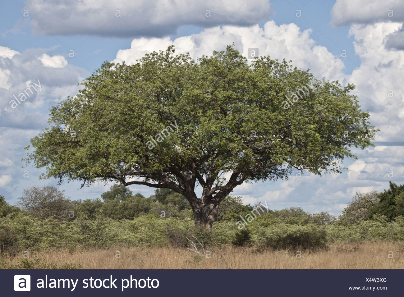 Amarula High Resolution Stock Photography and Images - Alamy