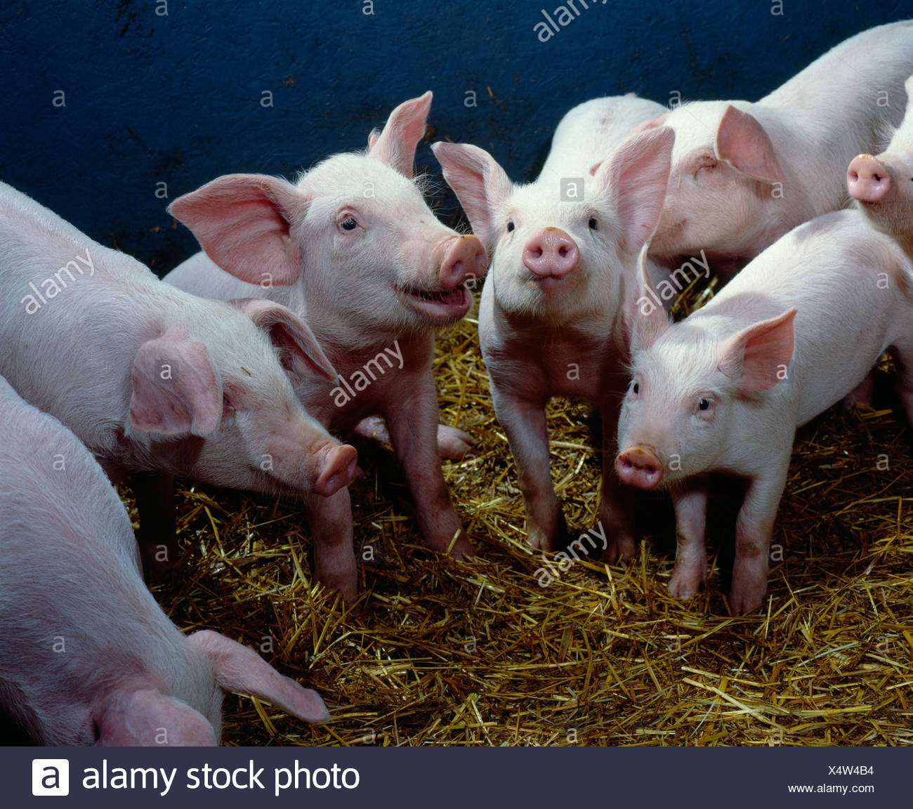Landrace Pigs High Resolution Stock Photography and Images - Alamy