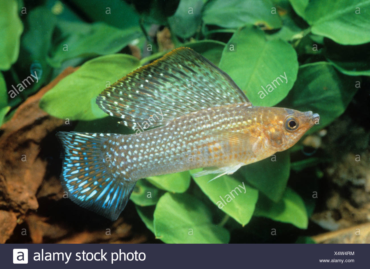 Yucatan Mollies High Resolution Stock Photography and Images - Alamy