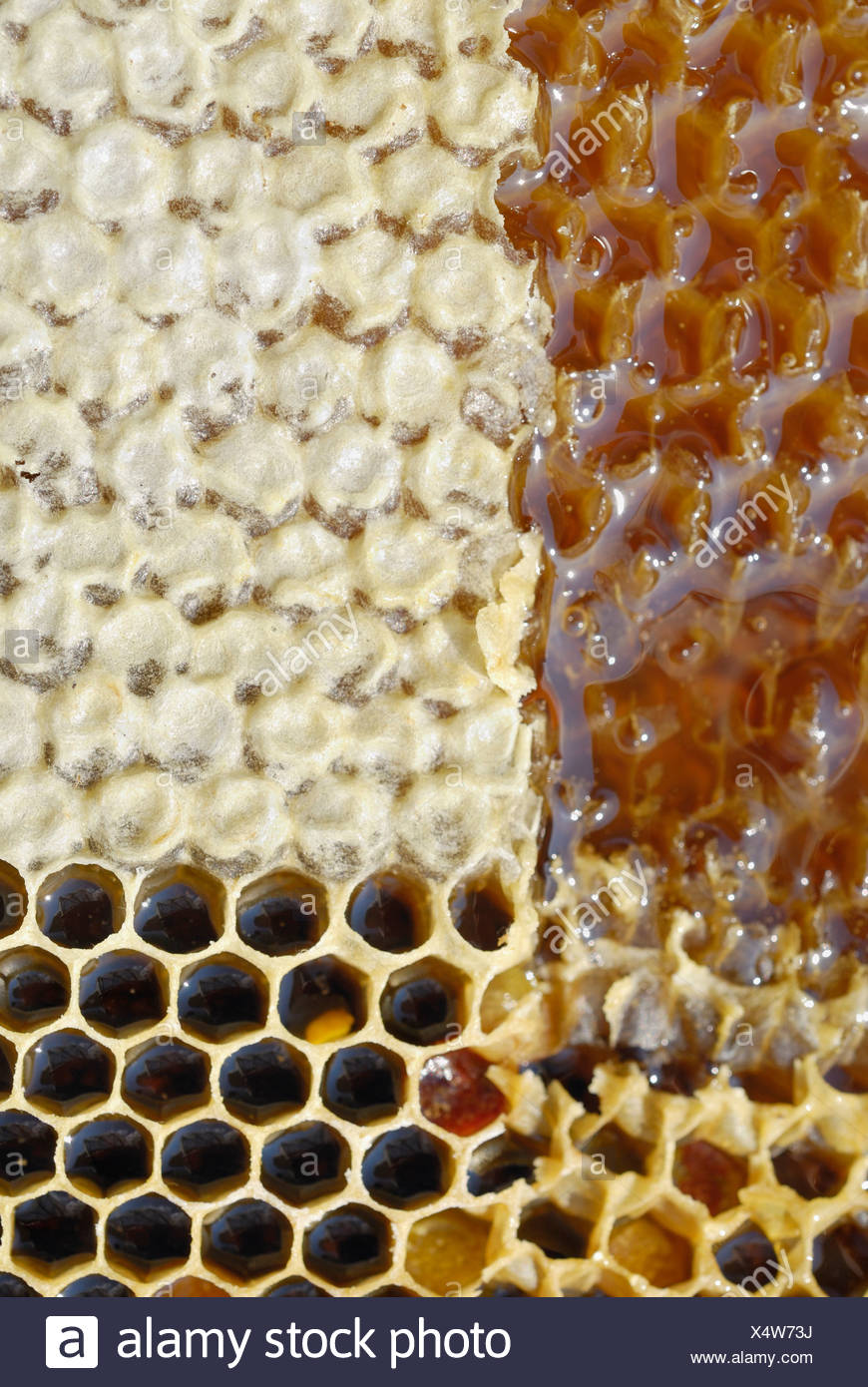 Close Up View Honeycombs Stock Photos & Close Up View Honeycombs Stock ...