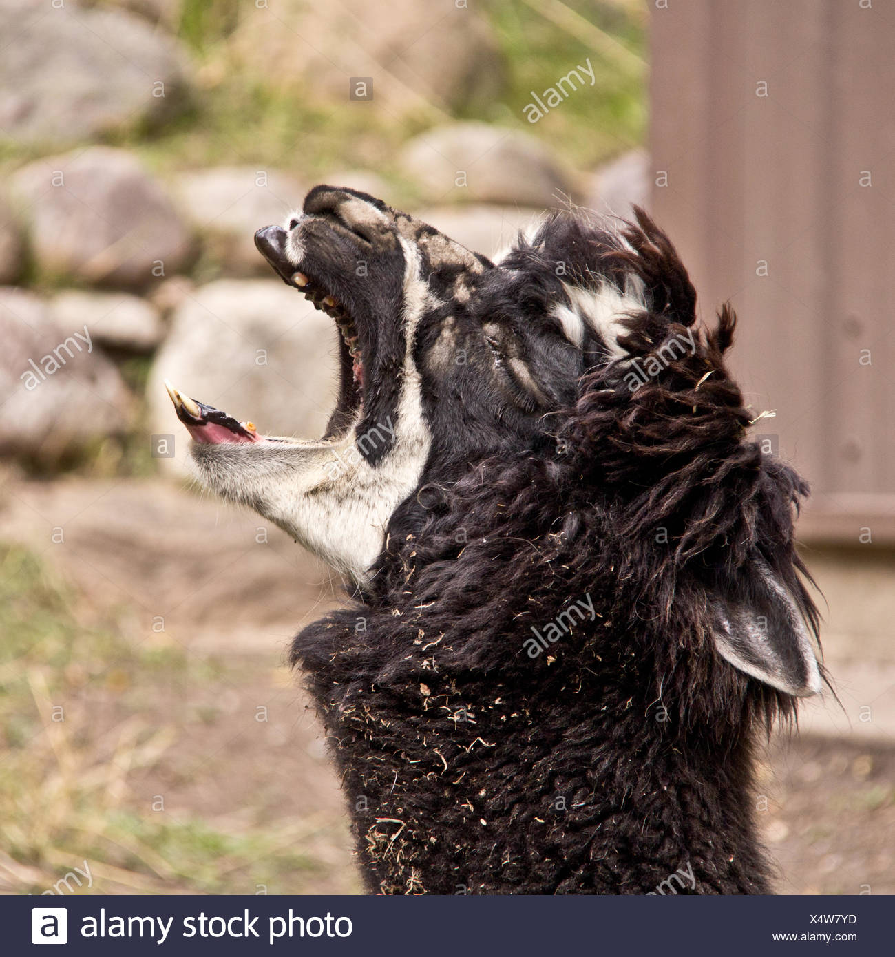 Llama Mouth Stock Photos & Llama Mouth Stock Images - Alamy