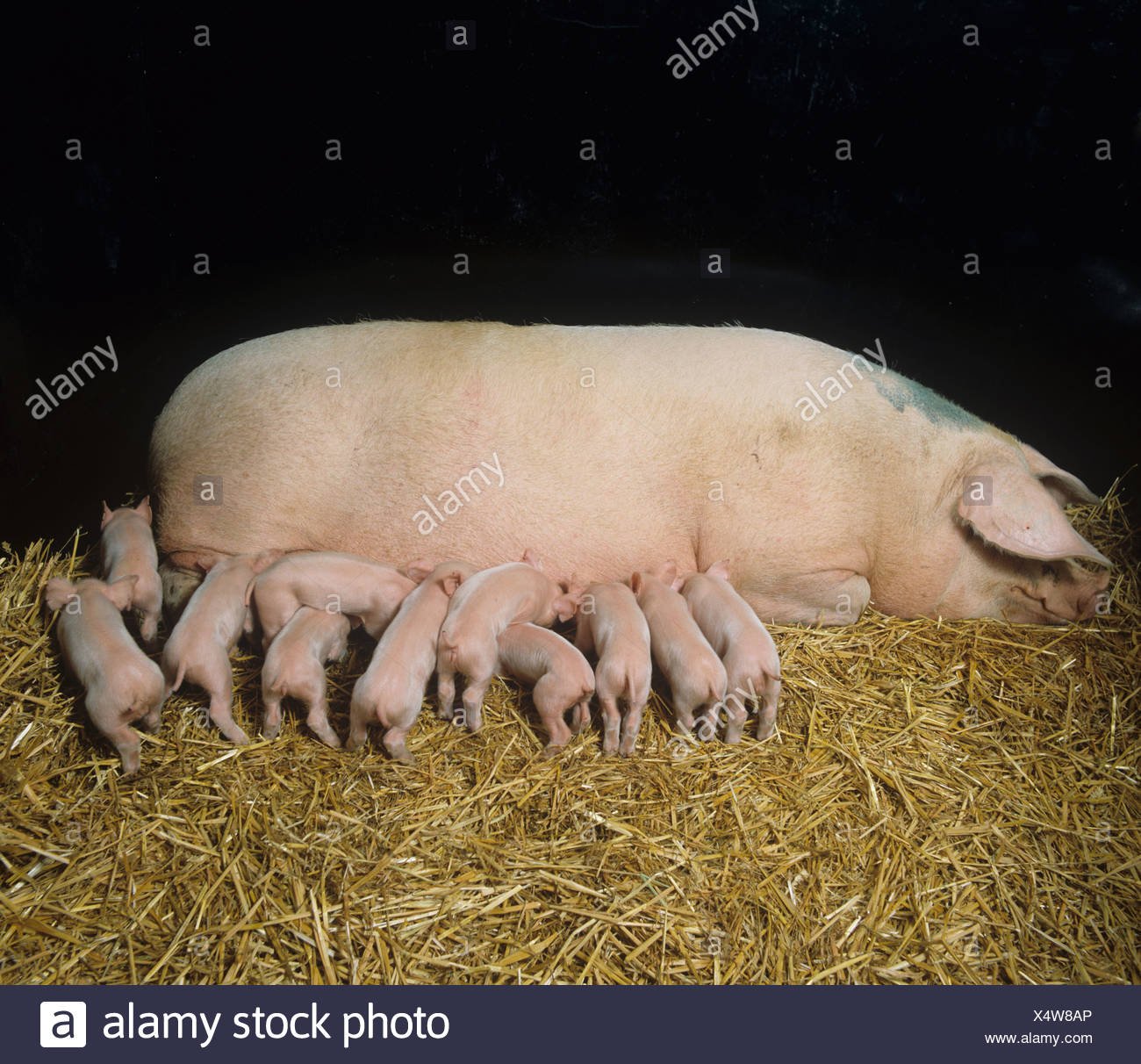 Teats Of Sow High Resolution Stock Photography and Images - Alamy